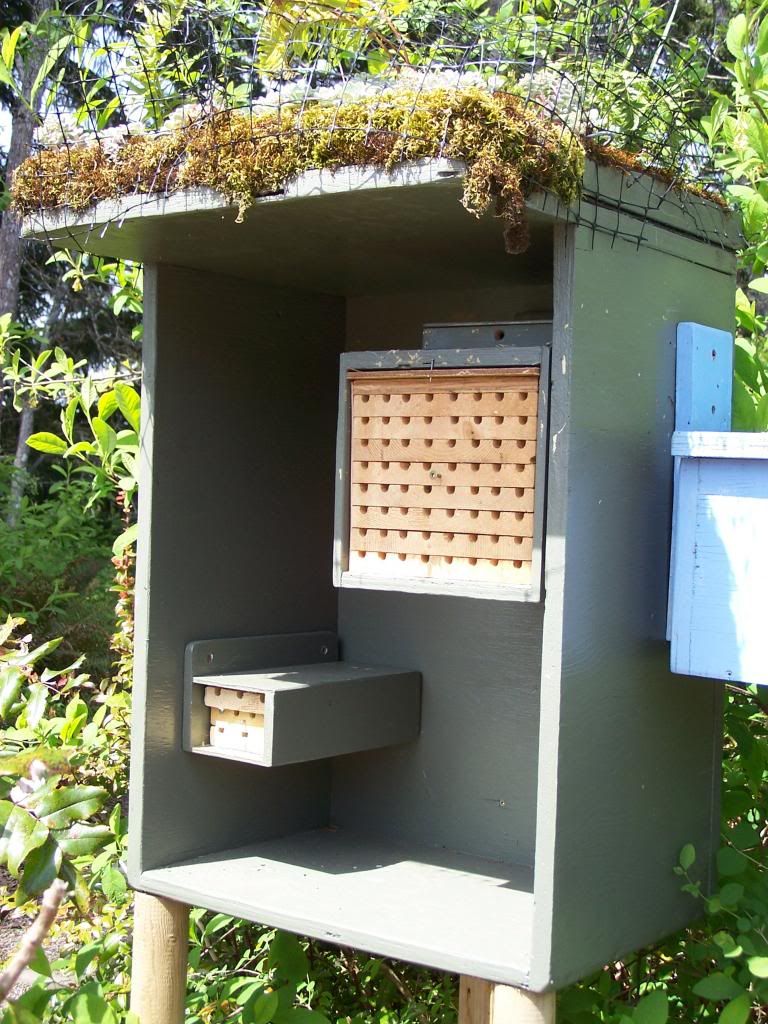 madebyjoey: Mason bees at Playful Learning! madebyjoey: Mason bees at Playful Learning!